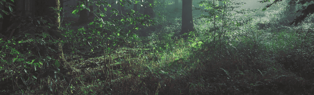 This is how subtitles will look like